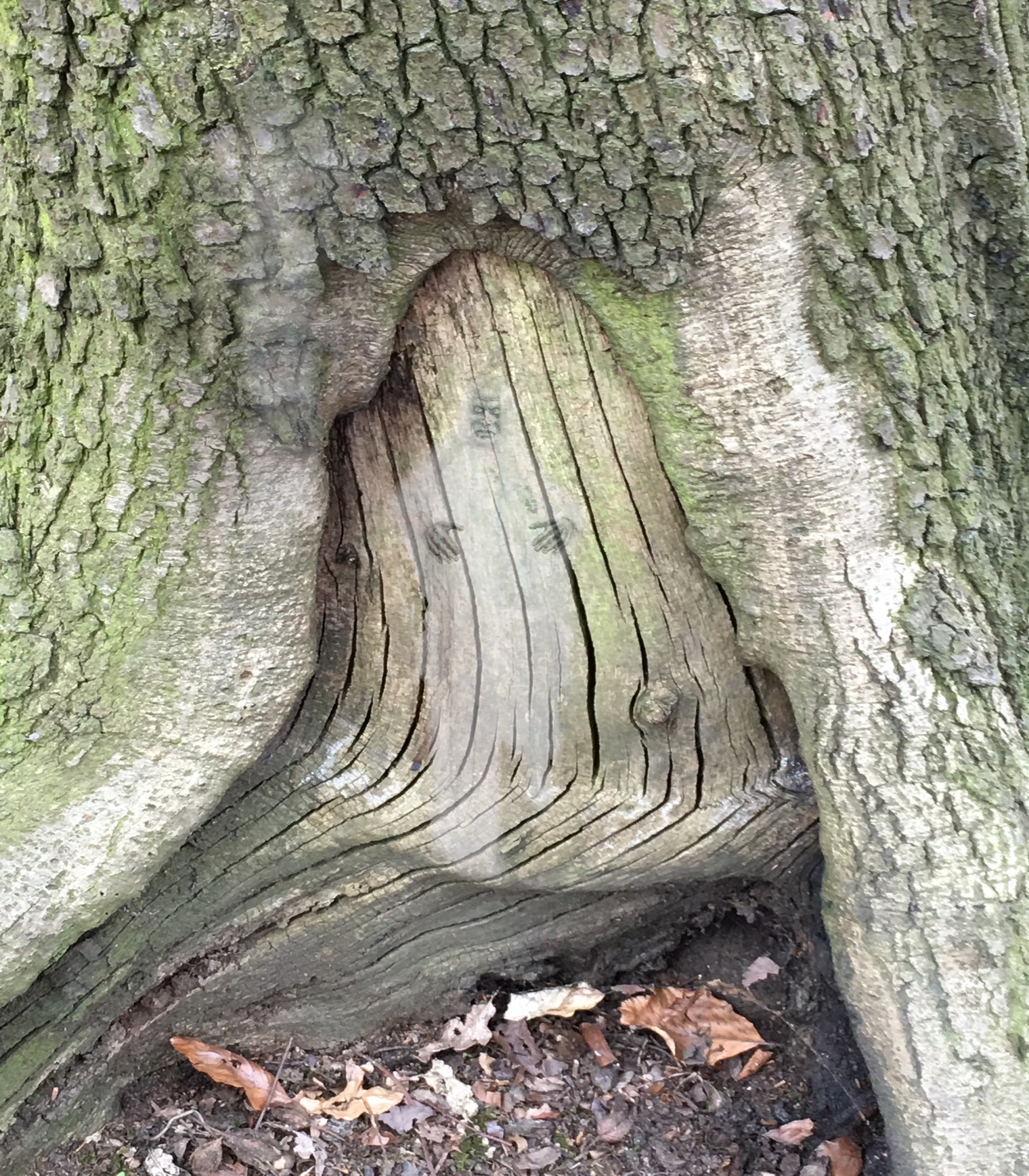 TREE-MAGIC – Healing By Revealing Soul